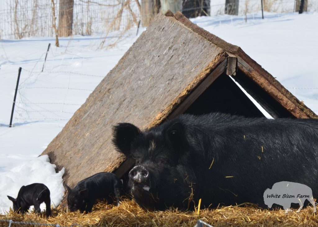 How to Build A-Frame Pig Shelters - Countryside